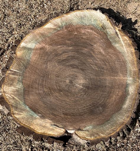 Walnut Sapwood Color