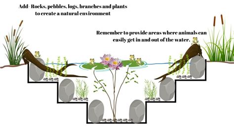 How To Build A Budget Friendly Wildlife Pond A Guide To Attracting