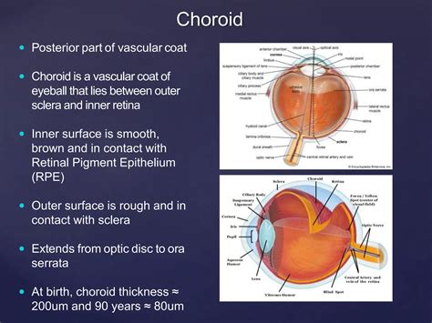 Physiology Of The Choroid Lectures Notes 2ppt