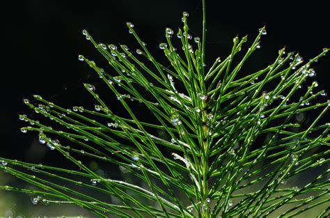 Свекърва ми не можеше да ходи от болки в ставите Лекува болки в костите и ставите Домашна