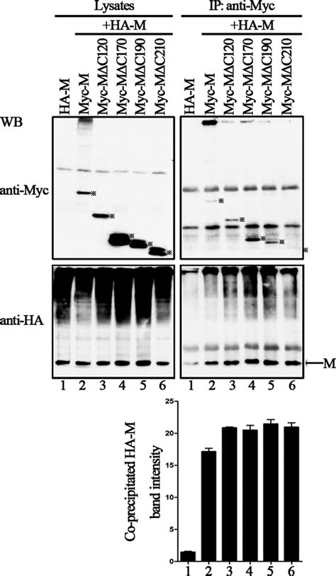 Self Oligomerization Of Wild Type M And The C Terminal Truncation