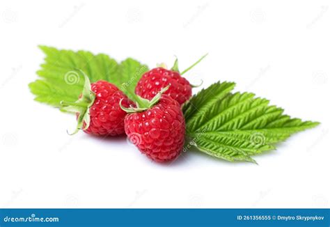 Raspberry With Leaves Raspberry Isolated On White Background Stock Image Image Of Green