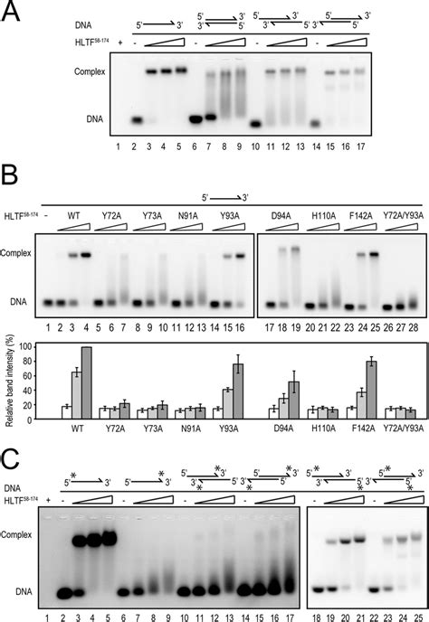 Specific Recognition Of Dna By The Hiran Domain A Dna Binding Of Hltf