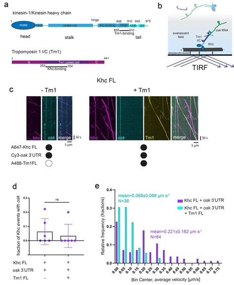 A Tirf Microscopy Based In Vitro Motility Assay Reveals An Inhibitory Download Scientific
