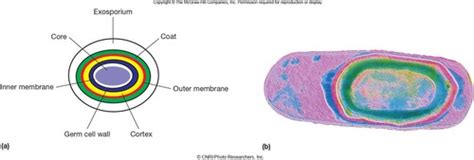 Exam 3 Microbio Flashcards Quizlet