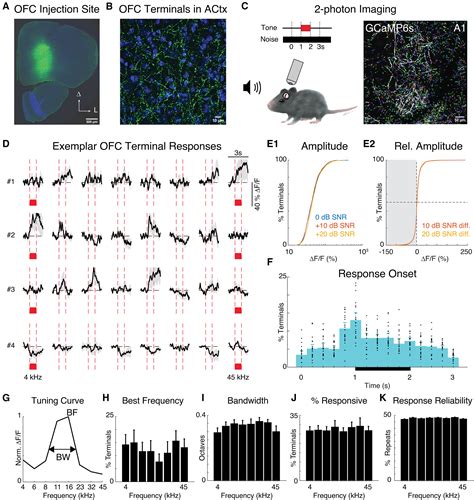 Orbitofrontal Cortex Conveys Stimulus And Task Information To The Auditory Cortex Current Biology