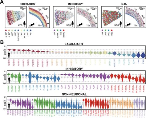 Laminar Organization Of Cell Types In The Human And Mouse Cortex A Download Scientific