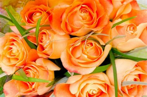 Discover The Language Of Flowers The Orange Rose Edition Petal Republic