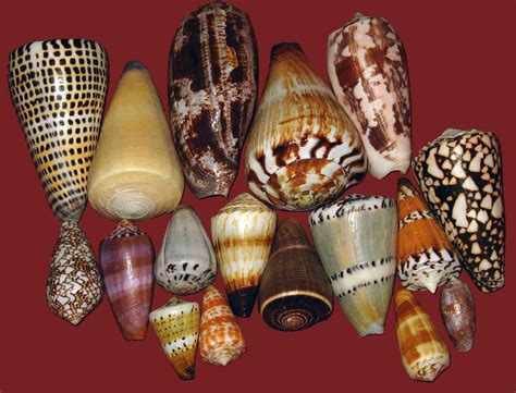 The Deadly Harpoons Of Cone Snails Smore Science Magazine