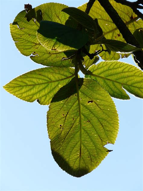 Fuzzy Snowballleavesbushviburnum Lantanaadoxaceae Free Image From