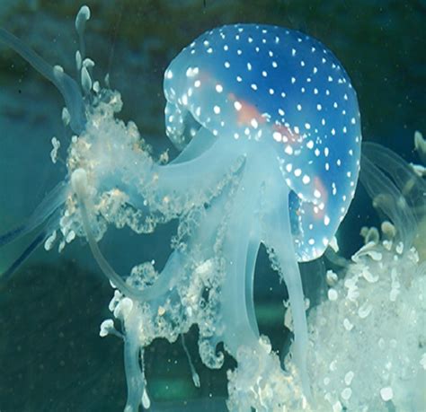 Features Are Not Matched Correctly Using Descriptor Extractor Opencv