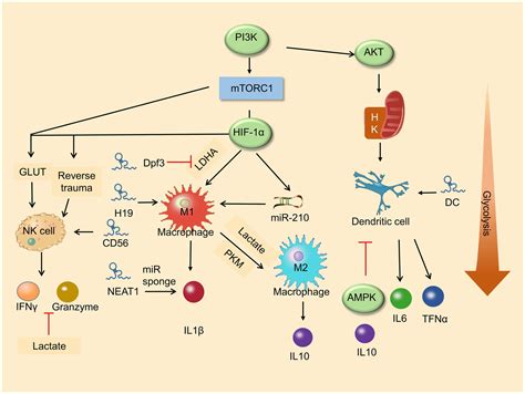Frontiers The Triangle Relationship Between Long Noncoding RNA RIG I