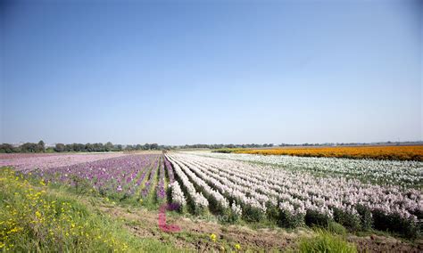 Inició El Corte De Flor En San Francisco Putla Tenango Del Valle Consigna Noticias