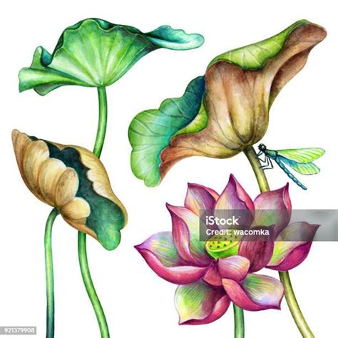 수채화 식물 그림 부 용 꽃 동양 정원 자연 분홍색 물 Lillies 녹색 잎 붉은 연꽃 흰색 바탕에 절연 열 대 꽃 클립 아트 0명에 대한 스톡 벡터 아트 및 기타 이미지
