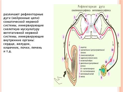 Рефлексы. Рефлекторная дуга - презентация онлайн