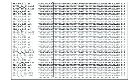 multiple sequence alignment of the its1 4 sequences from k marxianus
