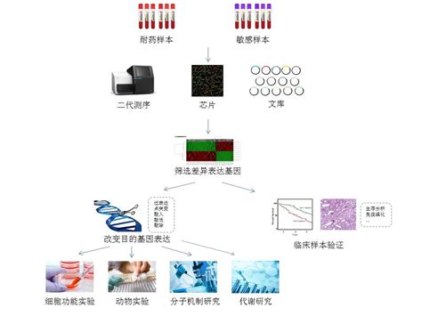 精准肿瘤模型构建——肿瘤代谢研究 知乎