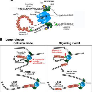 A Observation Of Replication Loops By EM Coordinated DNA Synthesis Is Download Scientific