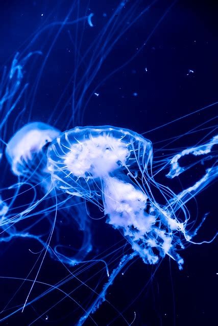 クラゲ 海 海洋 Pixabayの無料写真 Pixabay