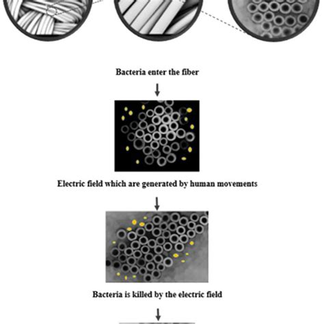 Cross Section Images And A Schematic Diagram For The Antimicrobial Download Scientific Diagram