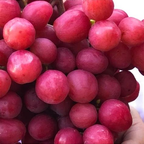 Vynuogių Sodinukai Dynka