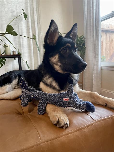 Gsd Mix Rgermanshepherds