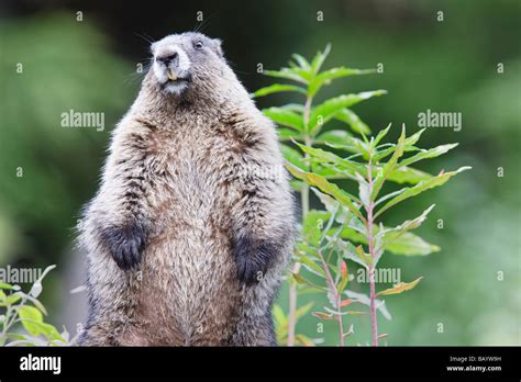 Fat Marmot