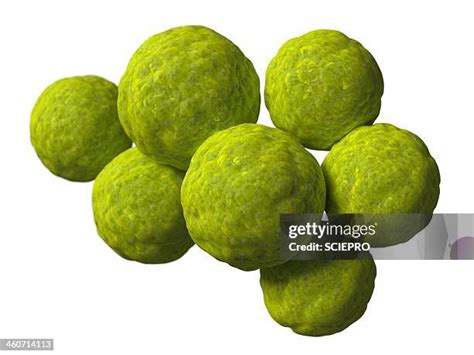64 Chlamydia Bacteria High Res Illustrations Getty Images