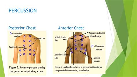 Physical Assessment Of Thorax And Lungspptx