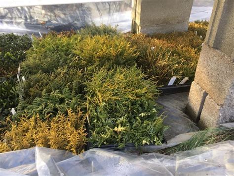 How To Identify And Propagate White Cedar Thuja Occidentalis