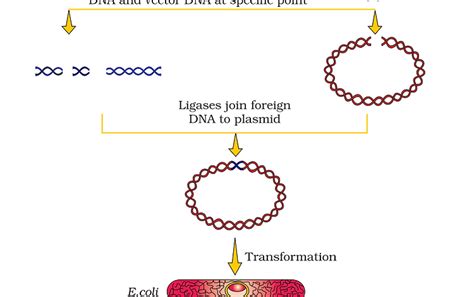 Recombinant DNA Technology Biopassionate