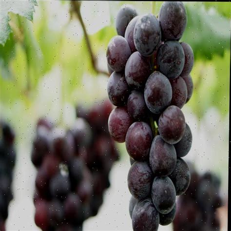 Fruit_Grapes Object Detection Dataset by Arab Academy for Science Technology Maritime Transport ...