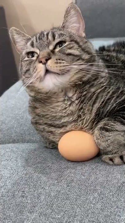 Penny Is So Caring Penny The Talking Cat Singing Cat Cat Talk