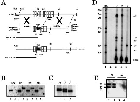 Generation Of A Mouse Line Bearing A Targeted Deletion At The Pea3