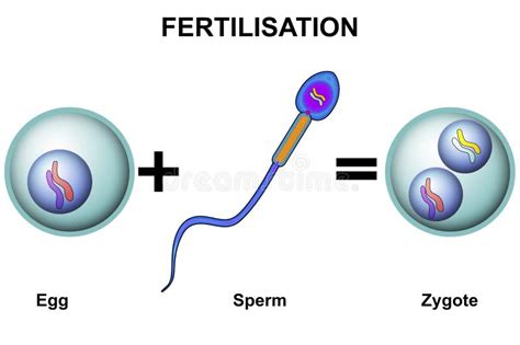 Fertilization Process Of Sperm And Egg Stock Illustration