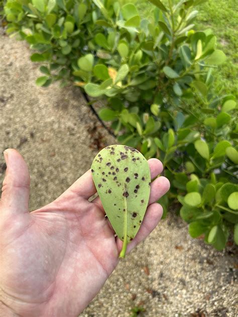 Clusia Scale Rplantclinic