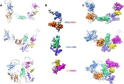 Fitting Of Saxs Models For Staufen1 Domains In The Saxs Models Obtained