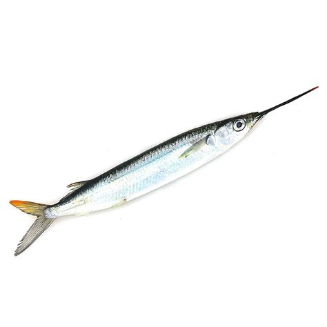 18 Sargassum Fish Facts