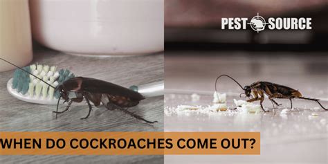 When Do Cockroaches Come Out Pest Source