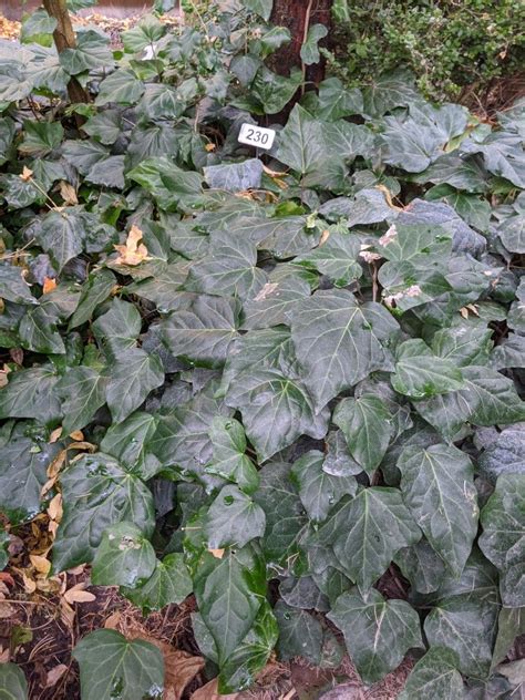 Ownphoto Shade Algerian Ivy Hedera Canariensis Zone9 2fth 20