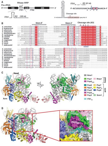 Structural Insight Into Precursor Ribosomal Rna Processing By Ribonuclease Mrp Science