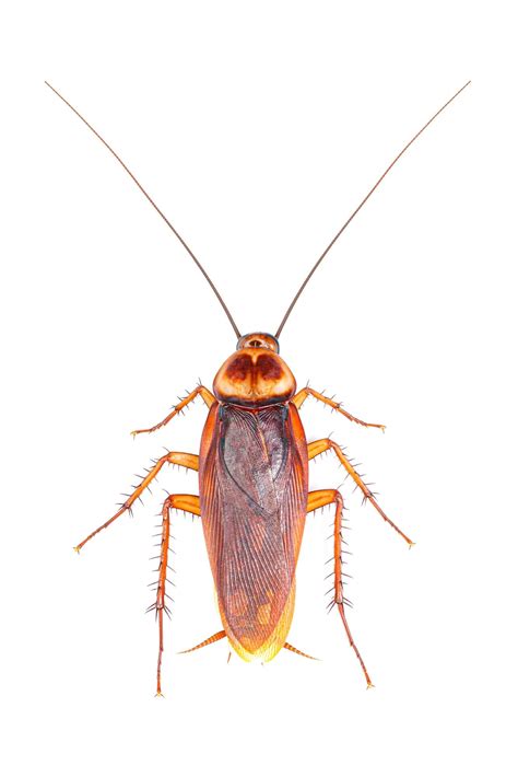 Cockroach Isolated On White Background Premium Photo