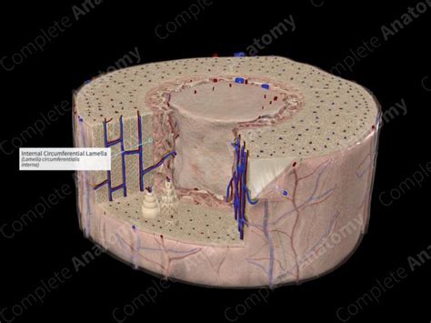 Internal Circumferential Lamella Complete Anatomy
