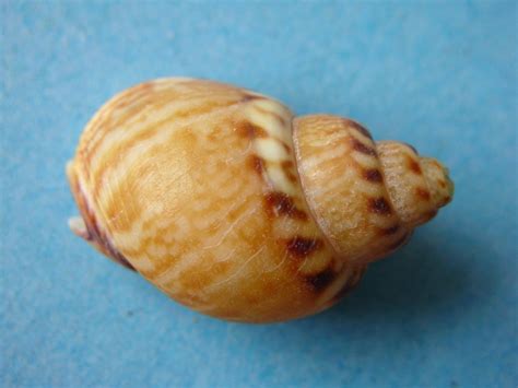 Le Conchiglie Marine Tutte Le Specie Caratteristiche E CuriositÀ