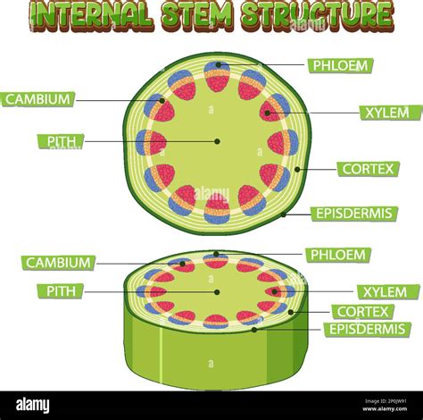 Internal Structure Of Stem Diagram Illustration Stock Vector Image And Art Alamy