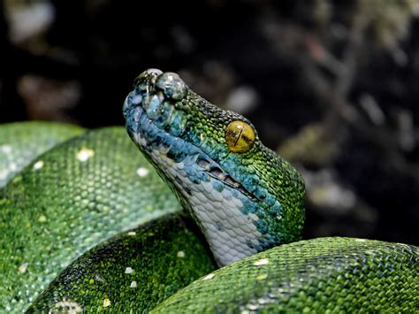 What Are Python Predators At Alice Hager Blog