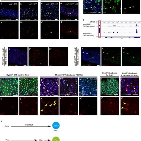 The Developmental Regulation Of Class I Versus Class Ii Subtype Download Scientific Diagram