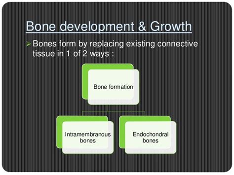 Bone Growth And Development Biology For Majors Ii