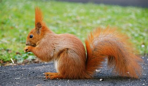 Squirrel Sciuridae