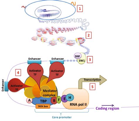 Schematic View Of The Molecular Events In The Expression Of A Gene 1 Download Scientific
